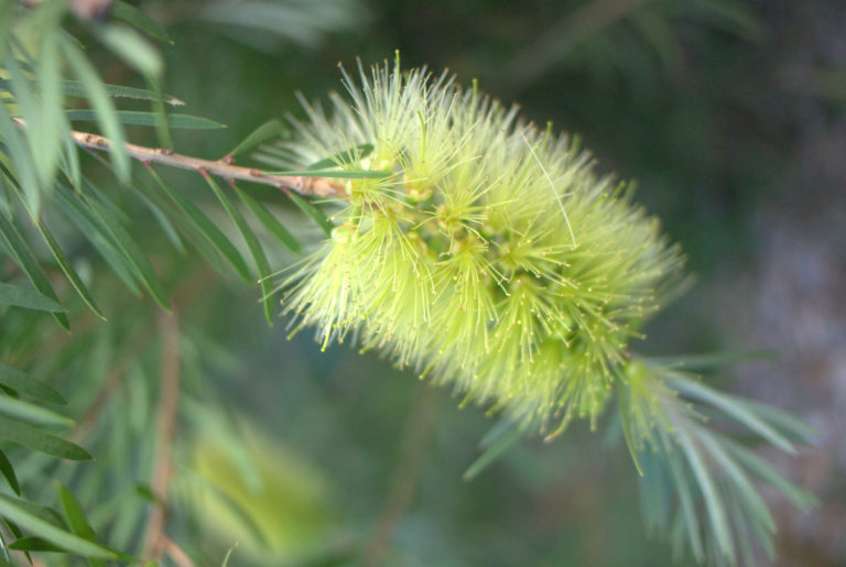 The resurgence of the Bottlebrush: Callistemon pachyphyllus Green ...