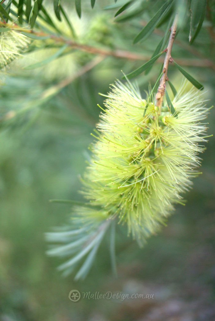 The resurgence of the Bottlebrush: Callistemon pachyphyllus Green ...