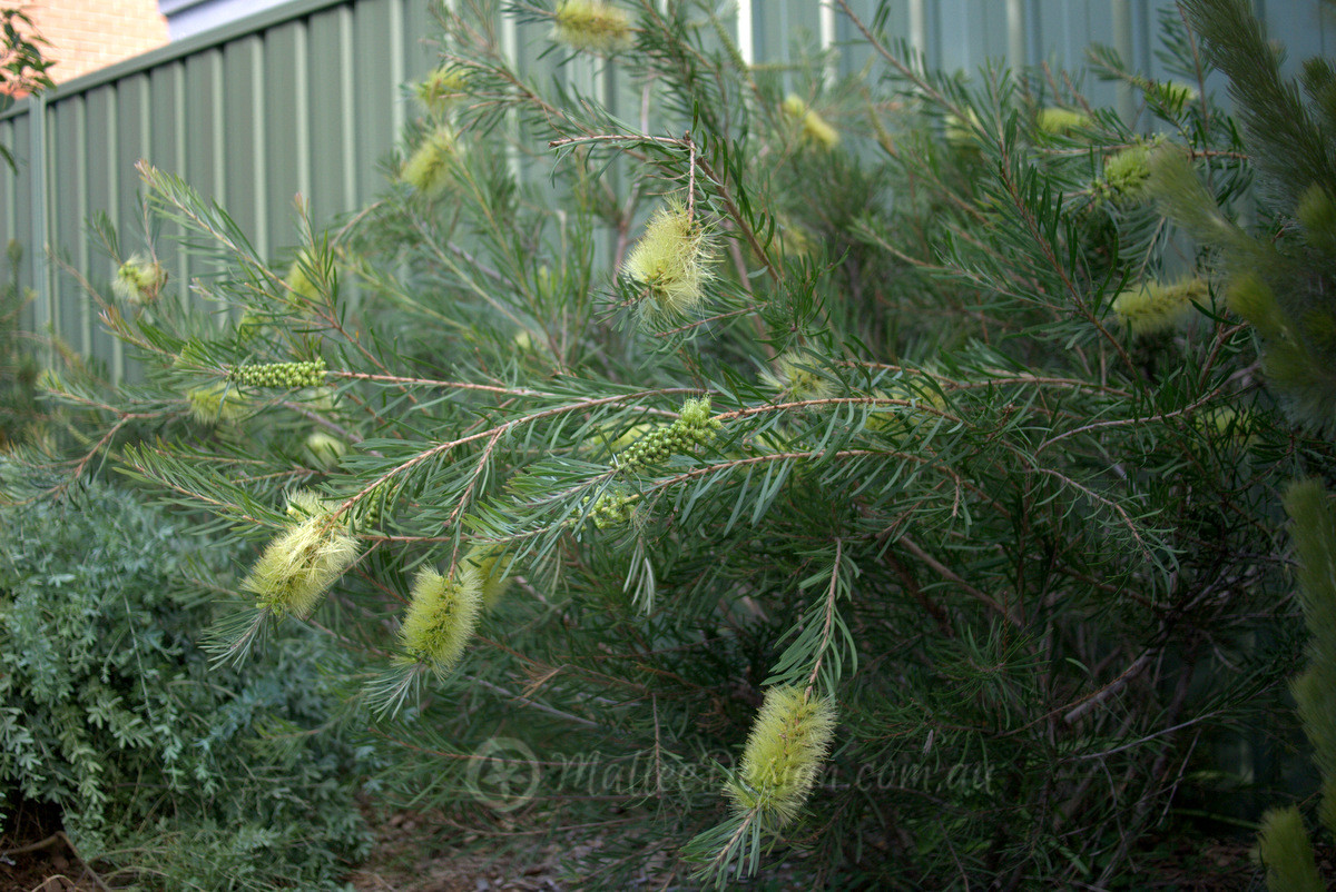The resurgence of the Bottlebrush: Callistemon pachyphyllus Green ...