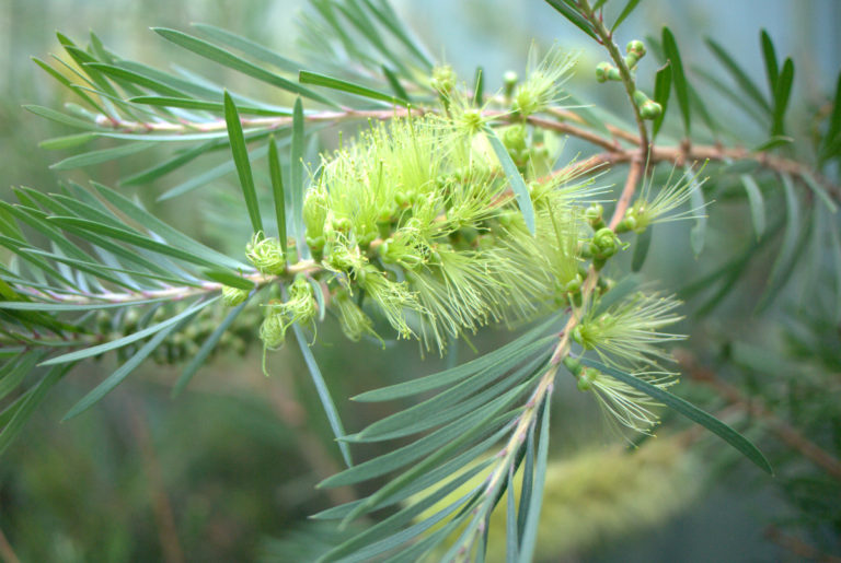 The resurgence of the Bottlebrush: Callistemon pachyphyllus Green ...