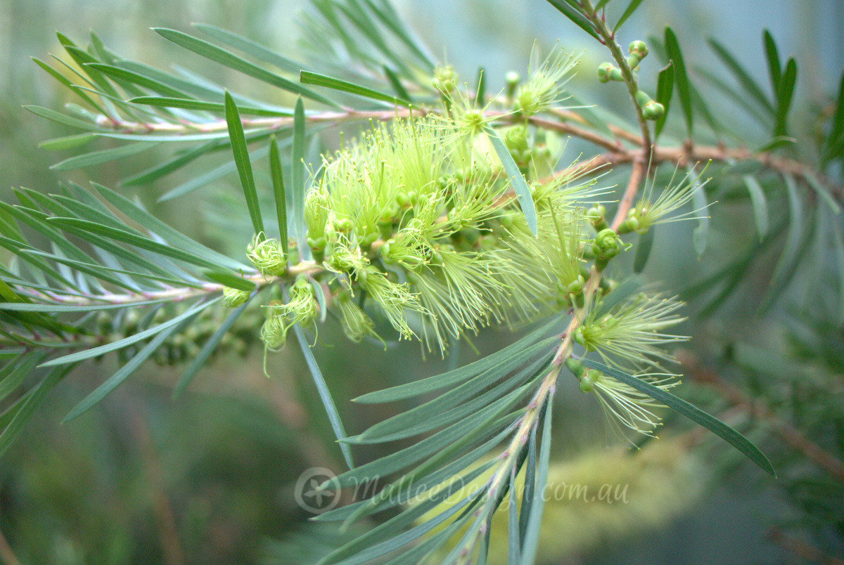The resurgence of the Bottlebrush: Callistemon pachyphyllus Green ...