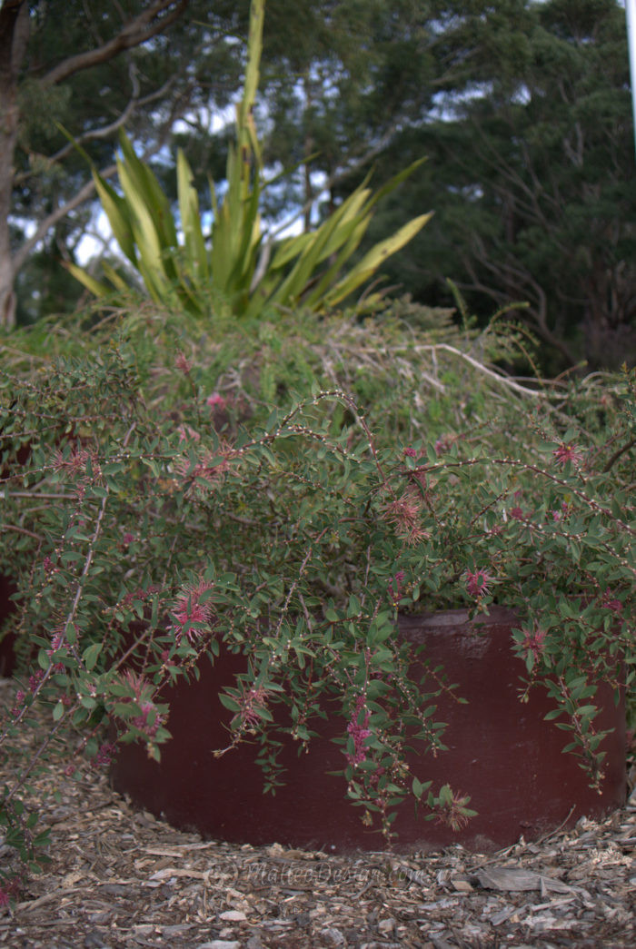 The much anticipated Hakea ‘Burrendong Beauty’ – Mallee Design