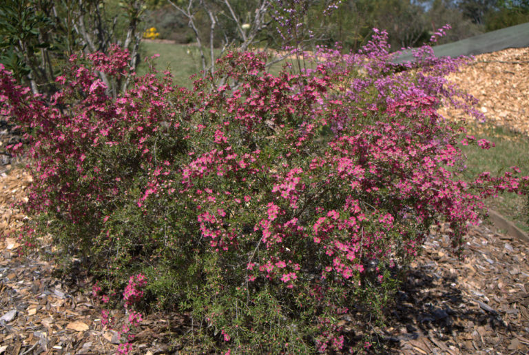 Hot Tea-trees: Leptospermum ‘Pageant’ and ‘Outrageous’ – Mallee Design