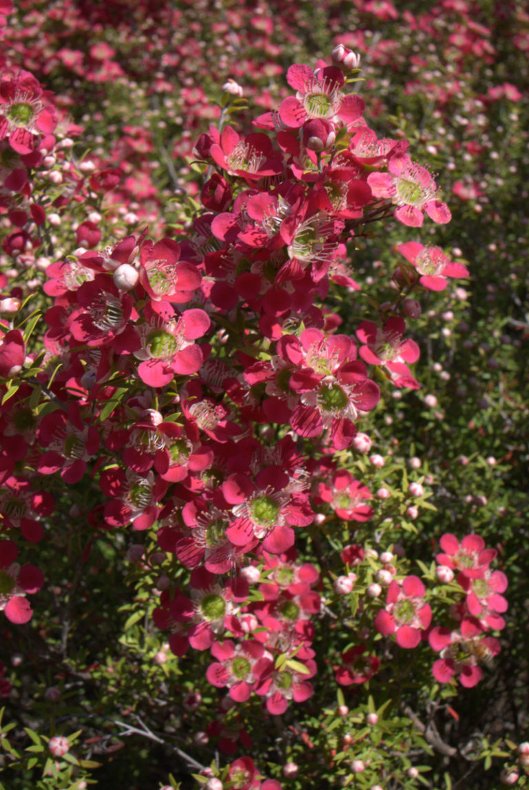 Hot Tea-trees: Leptospermum ‘Pageant’ and ‘Outrageous’ – Mallee Design
