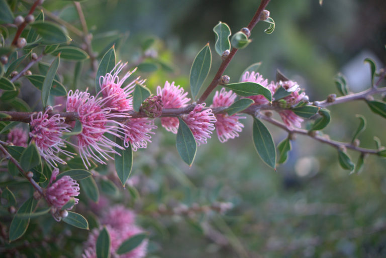 The much anticipated Hakea ‘Burrendong Beauty’ – Mallee Design