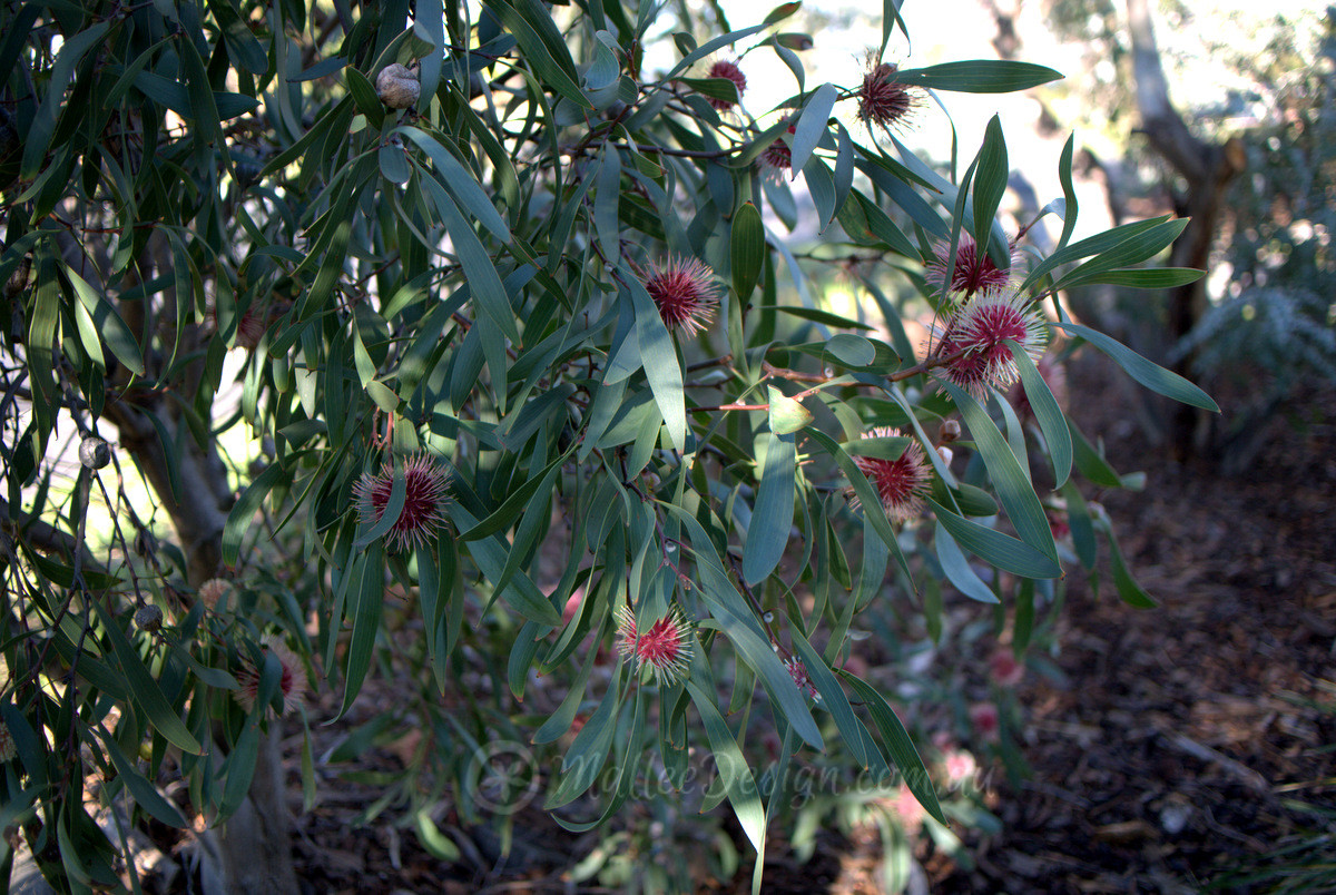 The distinctive Pin Cushion Flower of Hakea laurina – Mallee Design