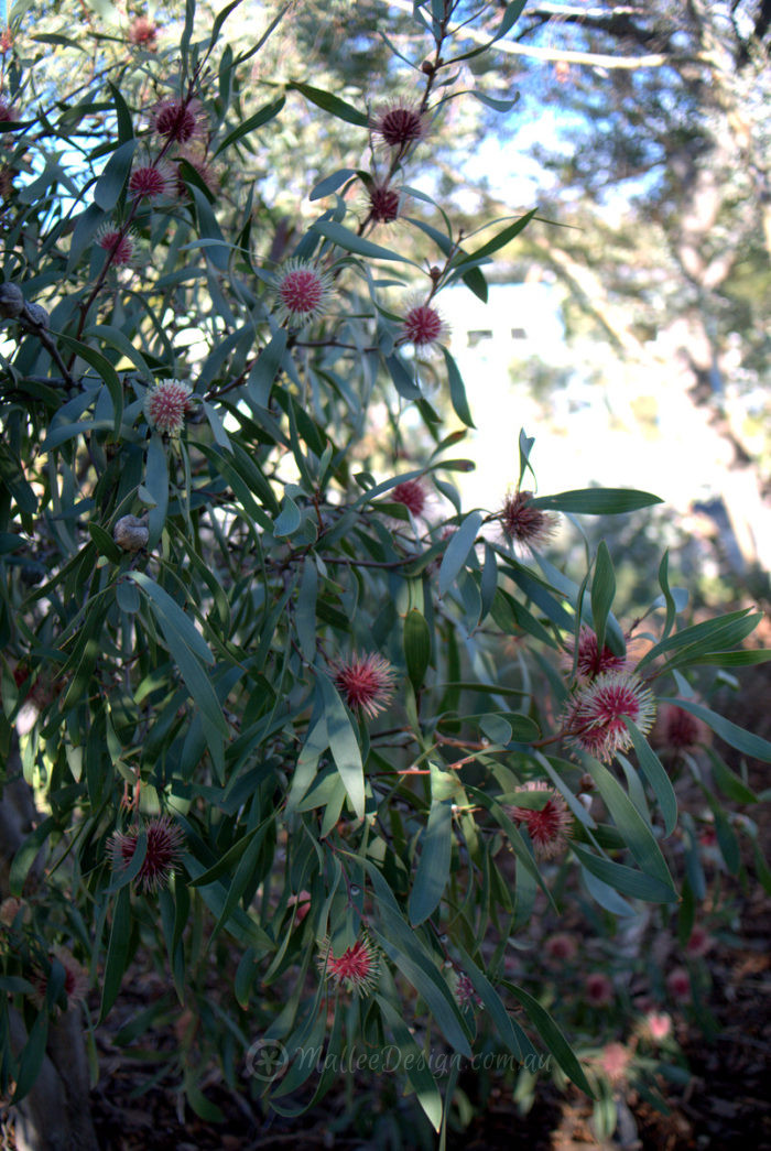 The distinctive Pin Cushion Flower of Hakea laurina – Mallee Design