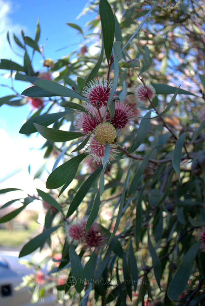 The distinctive Pin Cushion Flower of Hakea laurina – Mallee Design