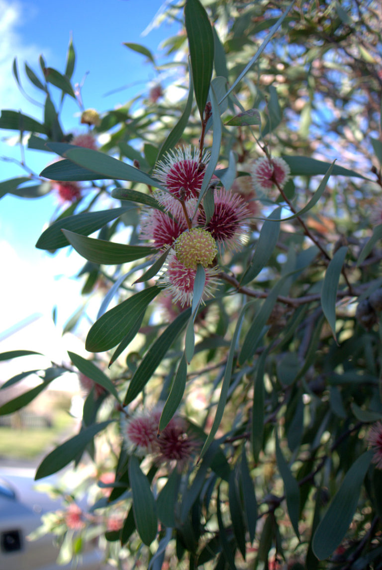 The distinctive Pin Cushion Flower of Hakea laurina – Mallee Design