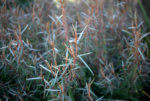 Another furry leaved beauty: Lasiopetalum baueri – Mallee Design