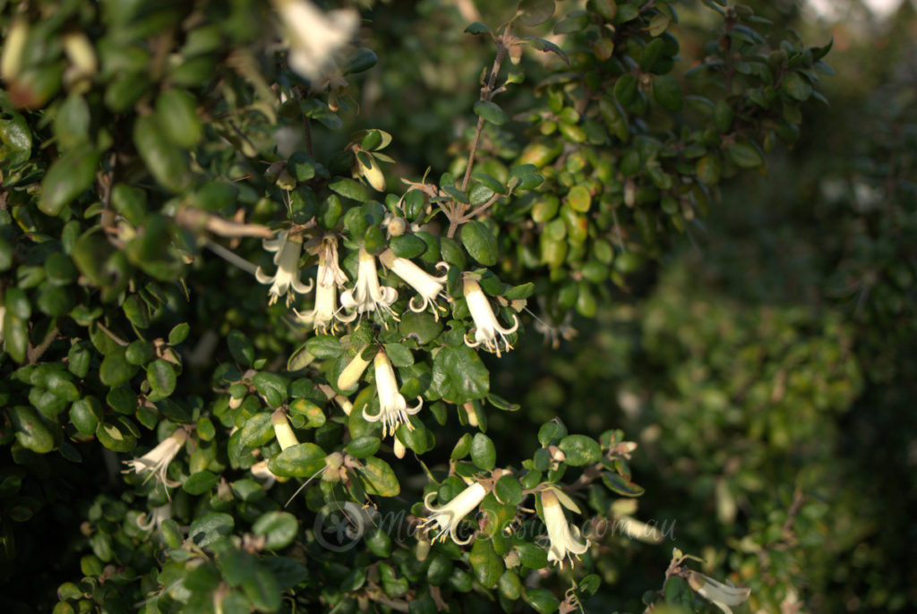 Tasmanian Winter Correas – Mallee Design
