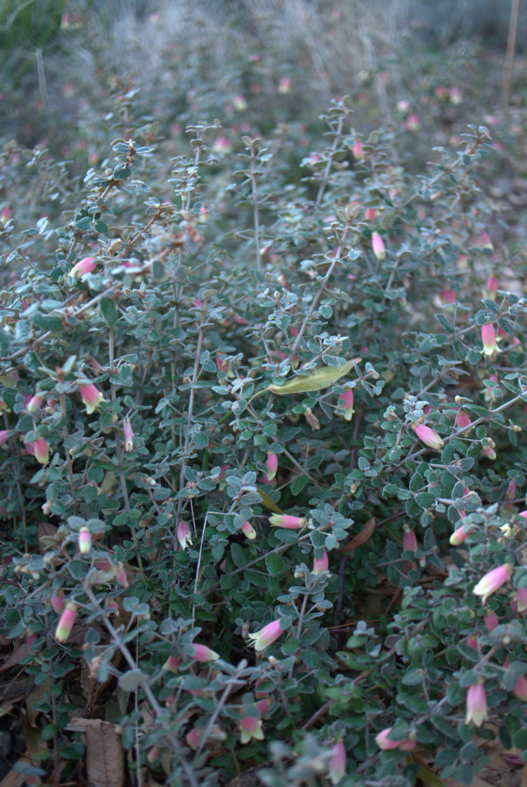 Tasmanian Winter Correas – Mallee Design