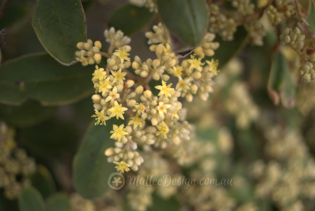 I went walking in Bouddi National Park – Mallee Design