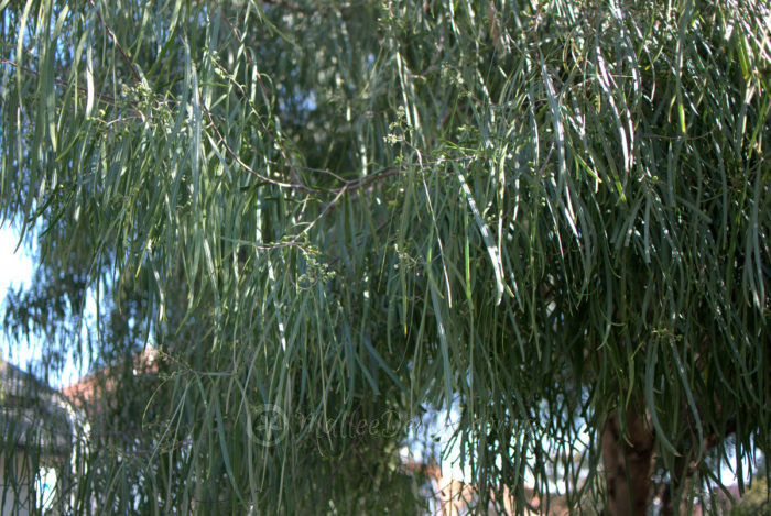 The Elegant Wilga: Geijera parviflora – Mallee Design