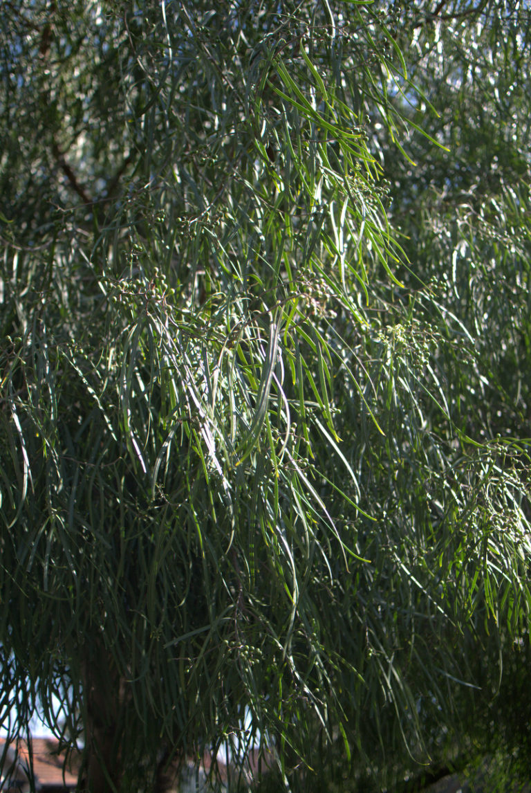 The Elegant Wilga: Geijera parviflora – Mallee Design