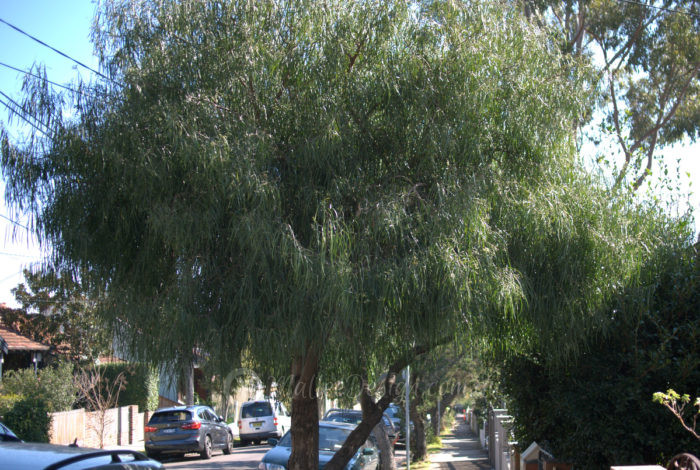 The Elegant Wilga: Geijera parviflora – Mallee Design