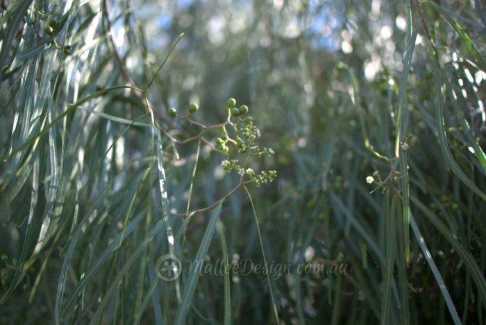 The Elegant Wilga: Geijera parviflora – Mallee Design