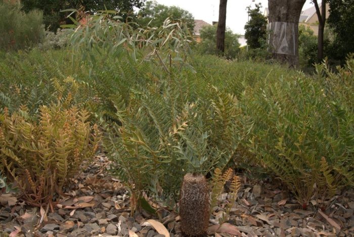 A true blue Banksia ground cover: Banksia blechnifolia – Mallee Design