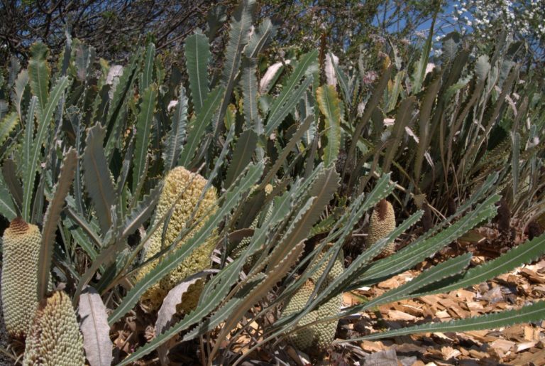 Another true blue Banksia ground cover: Banksia petiolaris – Mallee Design