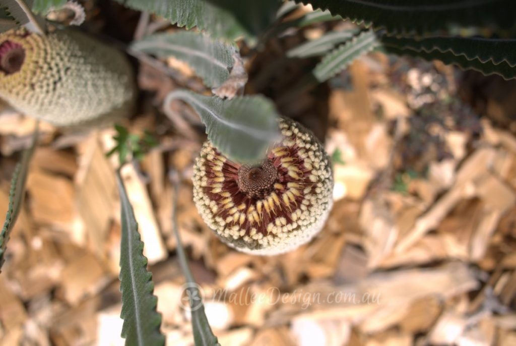 Another true blue Banksia ground cover: Banksia petiolaris – Mallee Design