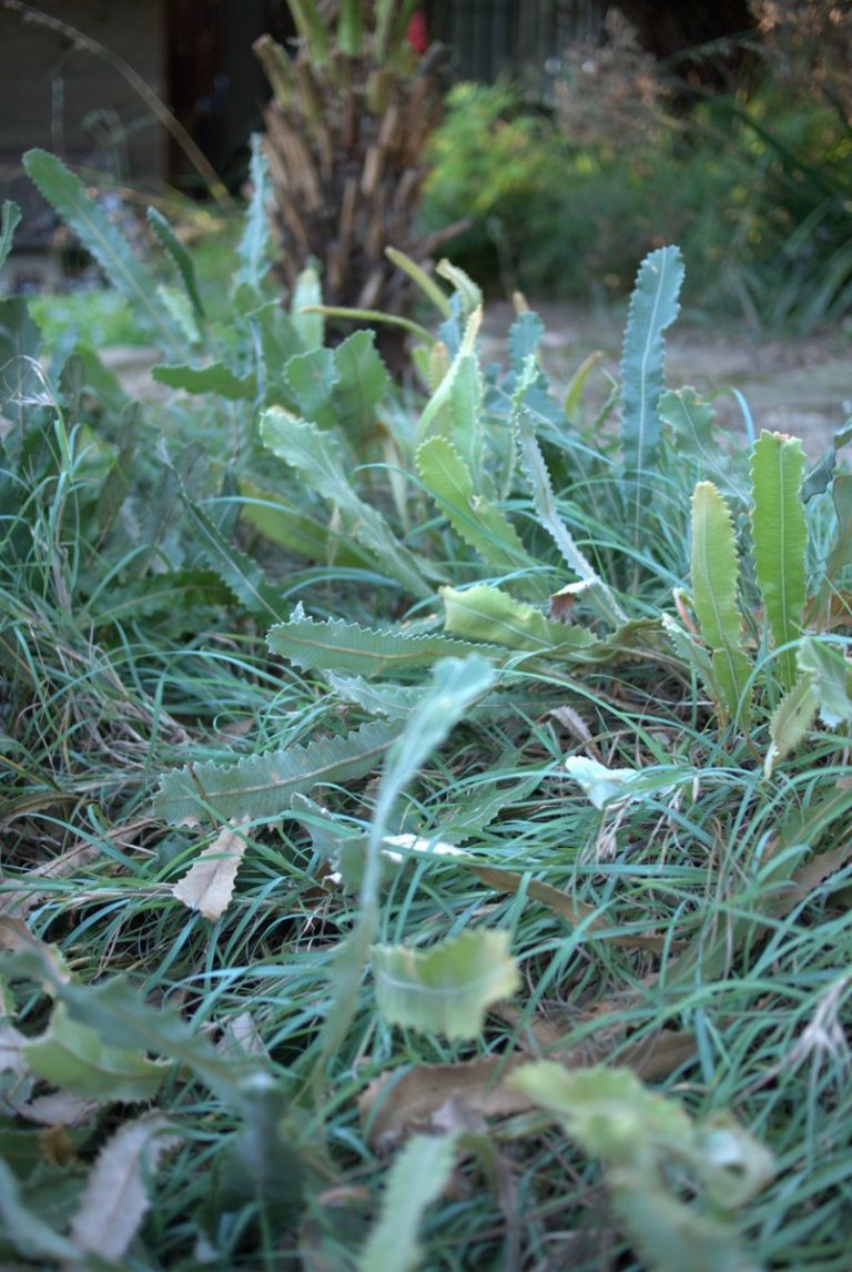 Another true blue Banksia ground cover: Banksia petiolaris – Mallee Design