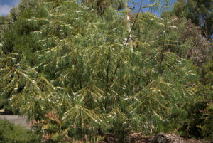 The most weeping of the weeping: Myoporum floribundum – Mallee Design