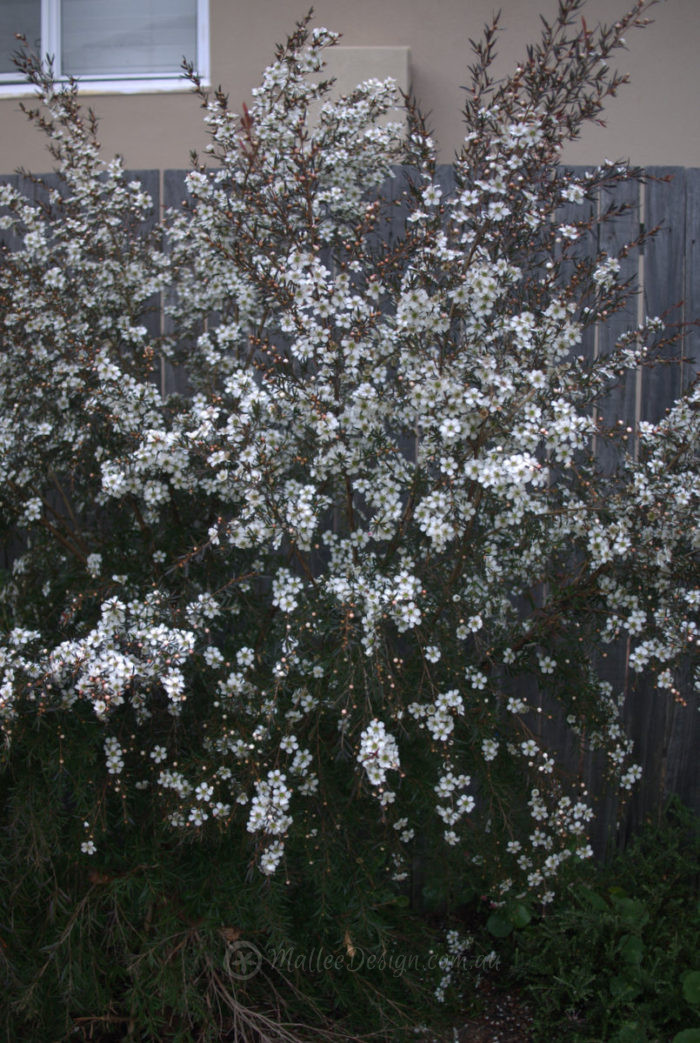 The exploding Leptospermum ‘Starry Night’ – Mallee Design