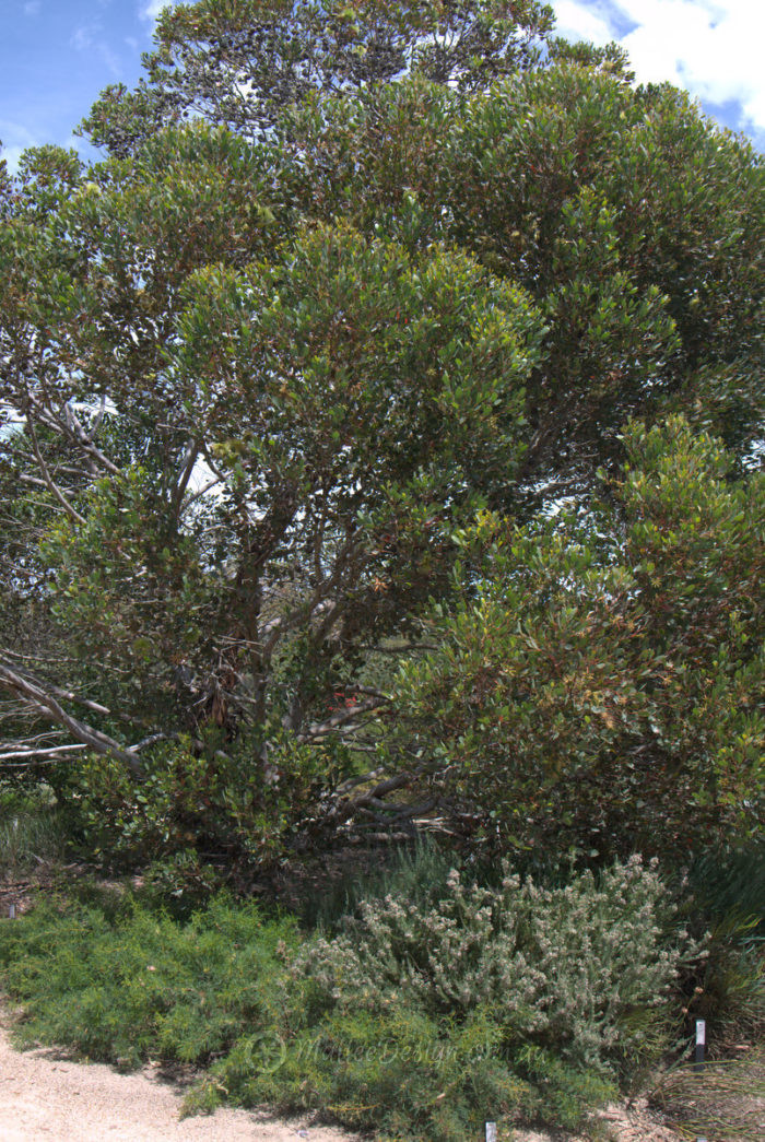 Why the name Mallee? – Mallee Design