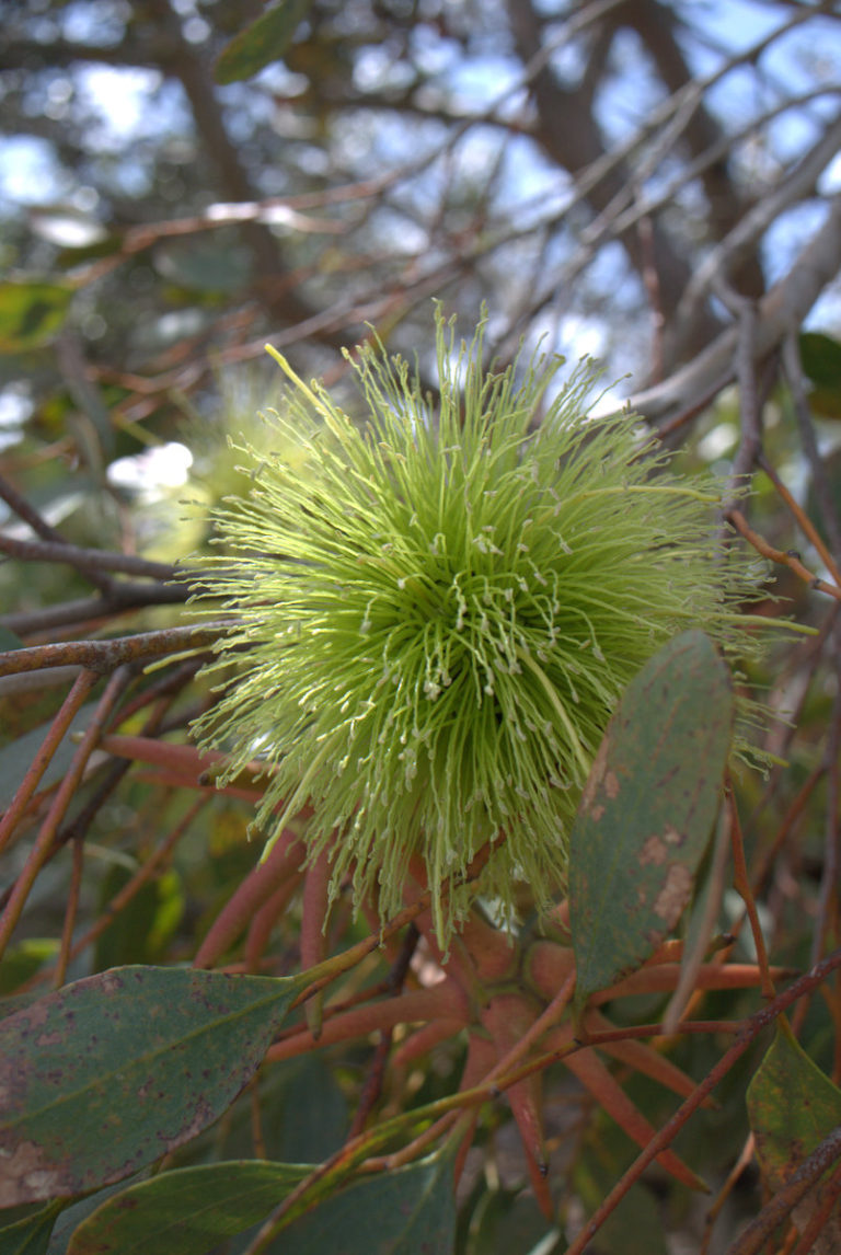 Why the name Mallee? – Mallee Design