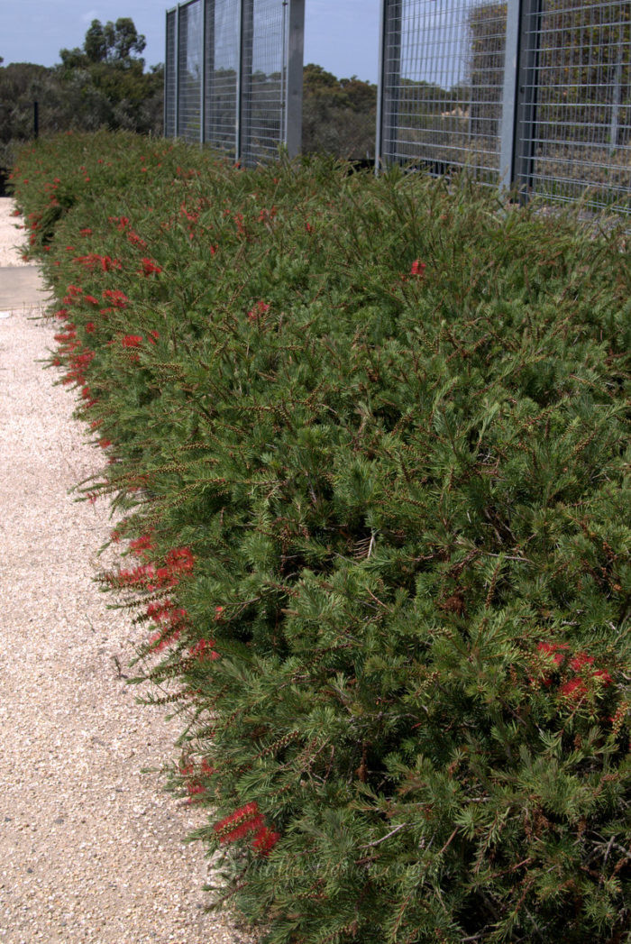 Another Callistmon for the resurgence: Callistemon subulatus ‘Brogo ...