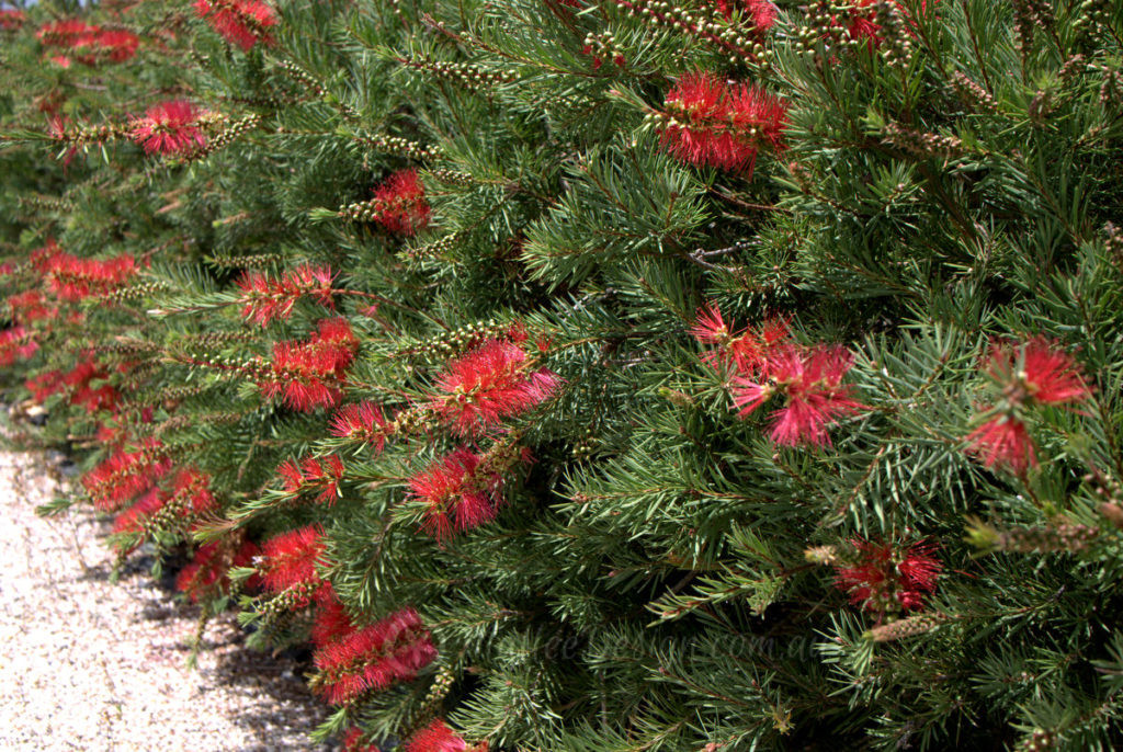 Another Callistmon for the resurgence: Callistemon subulatus ‘Brogo ...