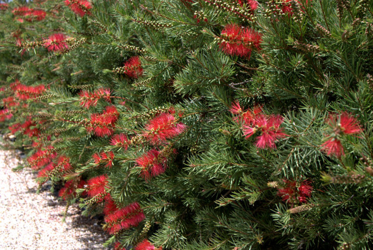 Another Callistmon for the resurgence: Callistemon subulatus ‘Brogo ...