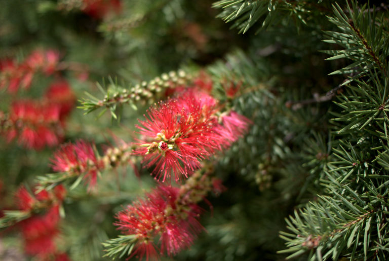Another Callistmon for the resurgence: Callistemon subulatus ‘Brogo ...