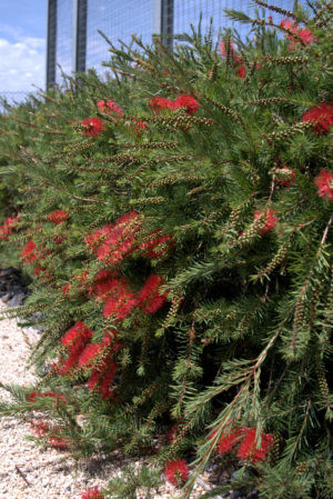 Another Callistmon for the resurgence: Callistemon subulatus ‘Brogo ...