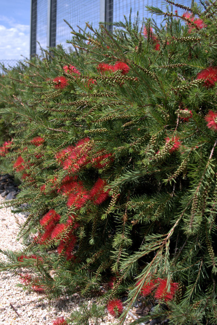 Another Callistmon for the resurgence: Callistemon subulatus ‘Brogo ...