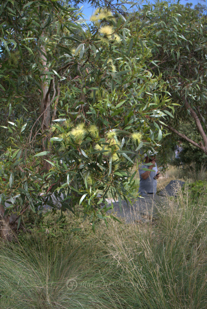 Why the name Mallee? – Mallee Design