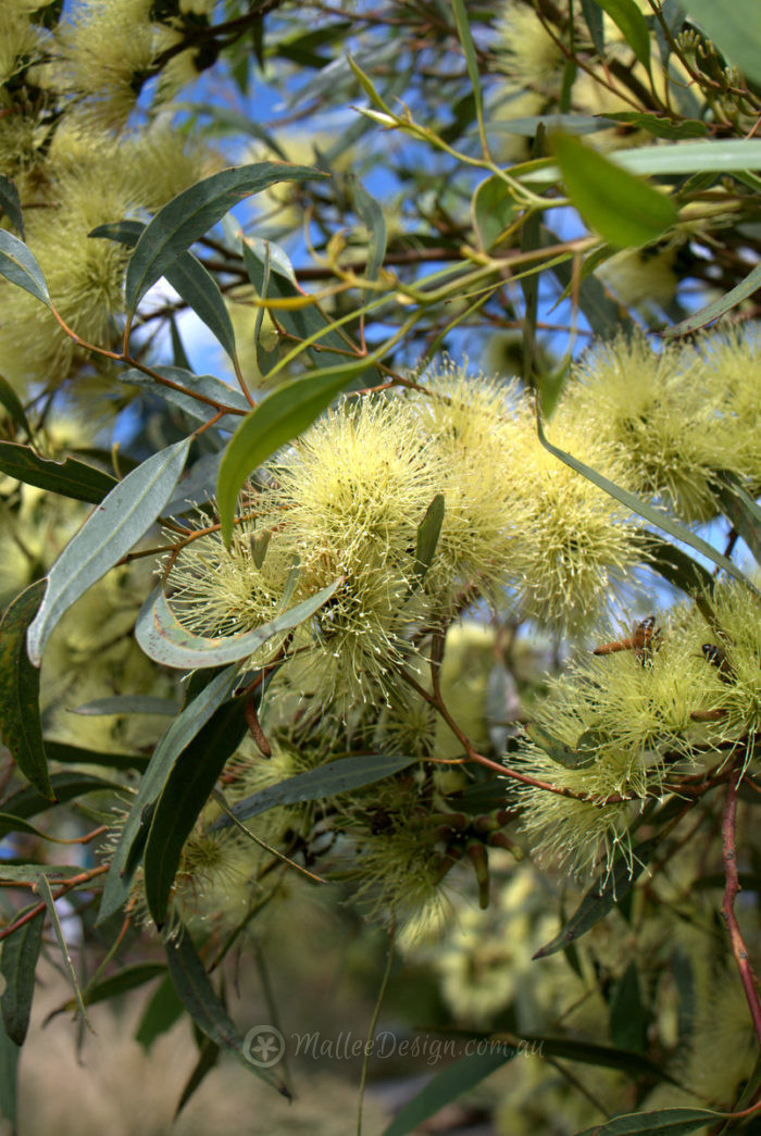Why the name Mallee? – Mallee Design