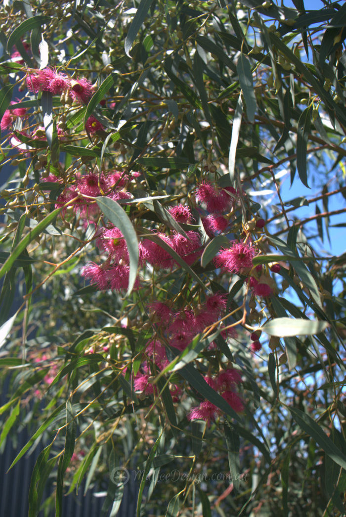 Happy National Eucalypt Day! Eucalyptus leucoxylon ‘Euky Dwarf ...