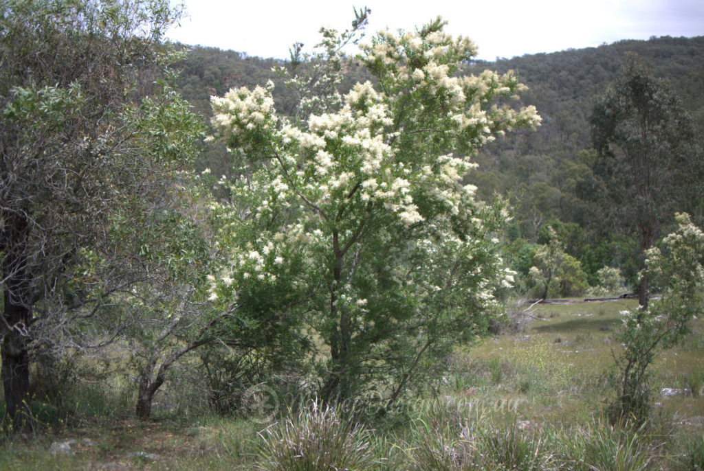A must have in your habitat garden: Bursaria spinosa – Mallee Design
