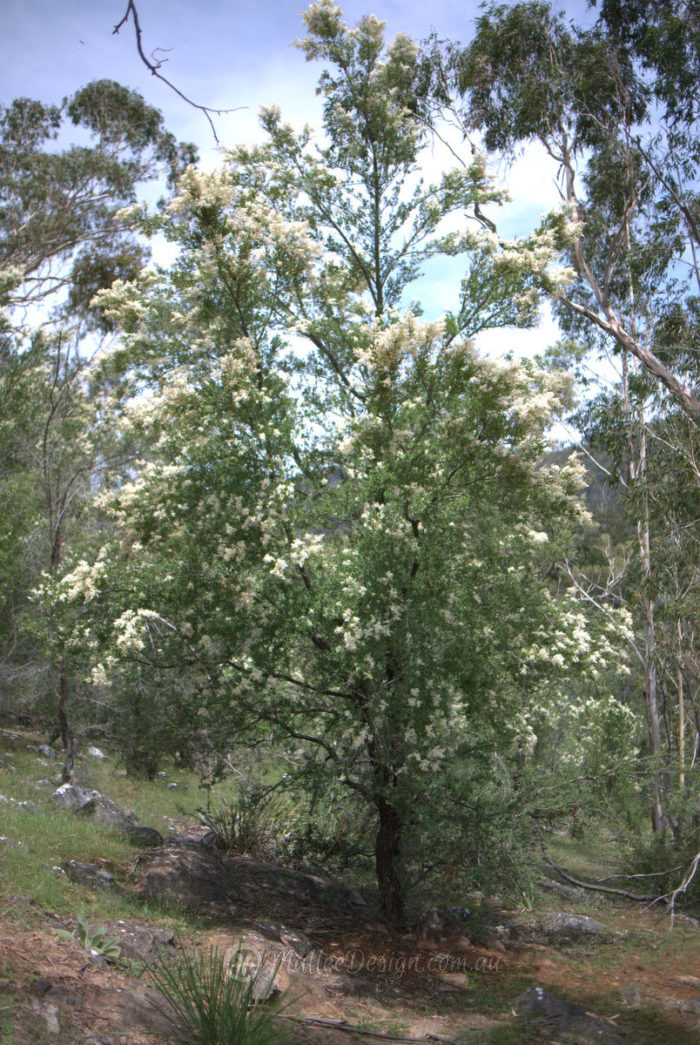 A must have in your habitat garden: Bursaria spinosa – Mallee Design