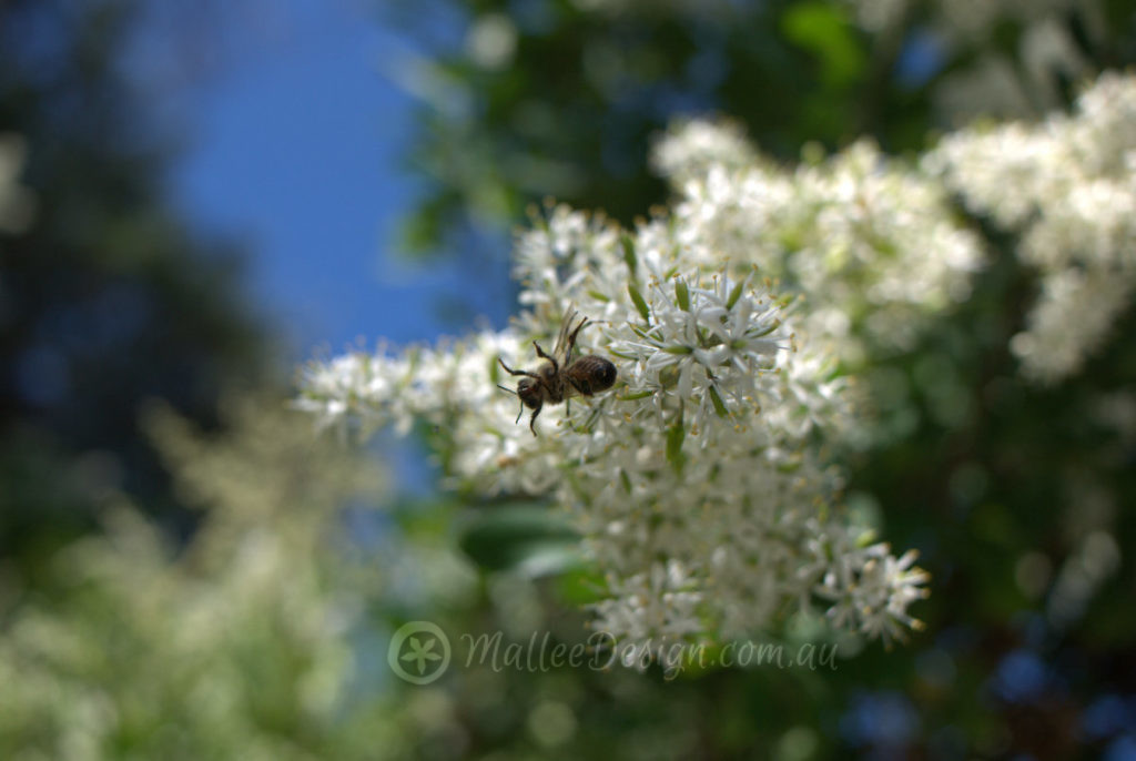 A must have in your habitat garden: Bursaria spinosa – Mallee Design