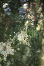 A must have in your habitat garden: Bursaria spinosa – Mallee Design