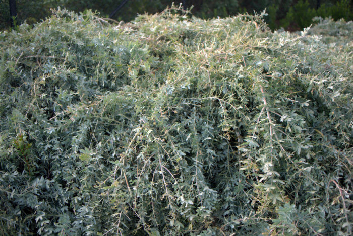 A multi-purpose favourite : Acacia baileyana Prostrate – Mallee Design