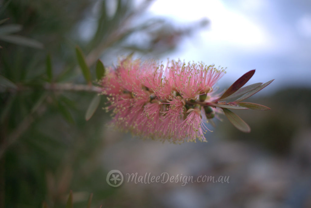 Pretty in Pink: Callistemon ‘Pink Champagne’ – Mallee Design