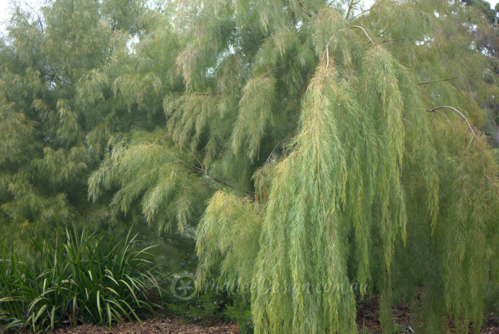 Mallee Design