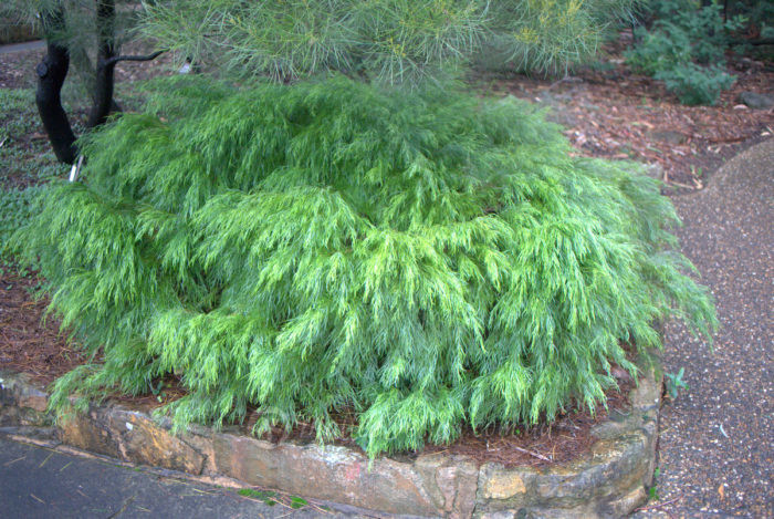 The weepiest of them all: Acacia cognata – Mallee Design