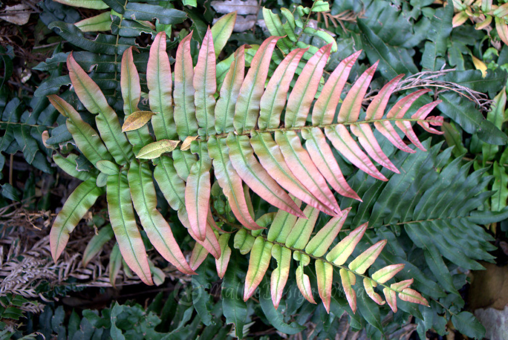 I need to remember this fern: Blechnum cartilagineum – Mallee Design