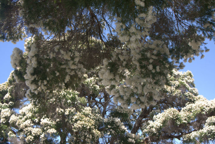 ‘Snow in Summer’ in the streets of Sydney: Melaleuca linariifolia ...