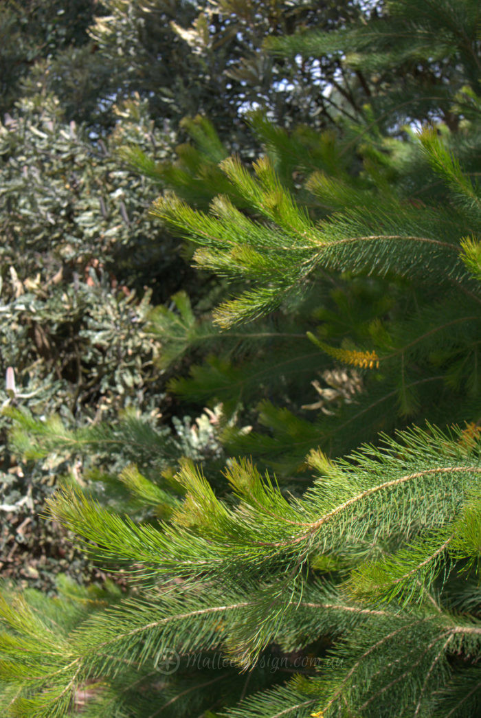The Greatest Geebung: Persoonia pinifolia – Mallee Design