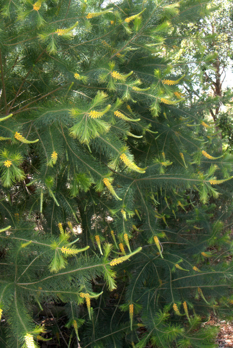 The Greatest Geebung: Persoonia pinifolia – Mallee Design